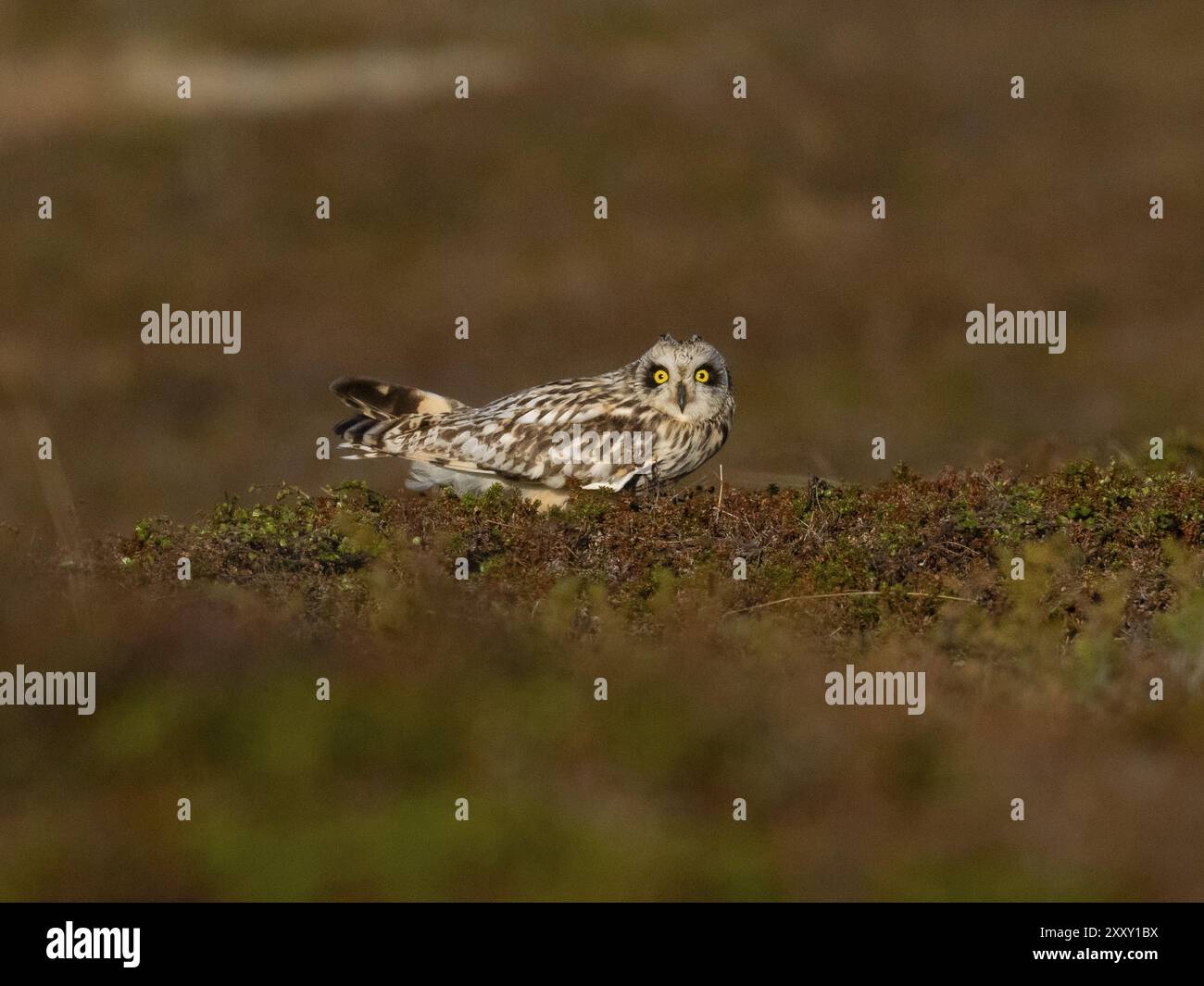Short-eared owl (Asio flammeus) alert, sitting on the ground in the ...