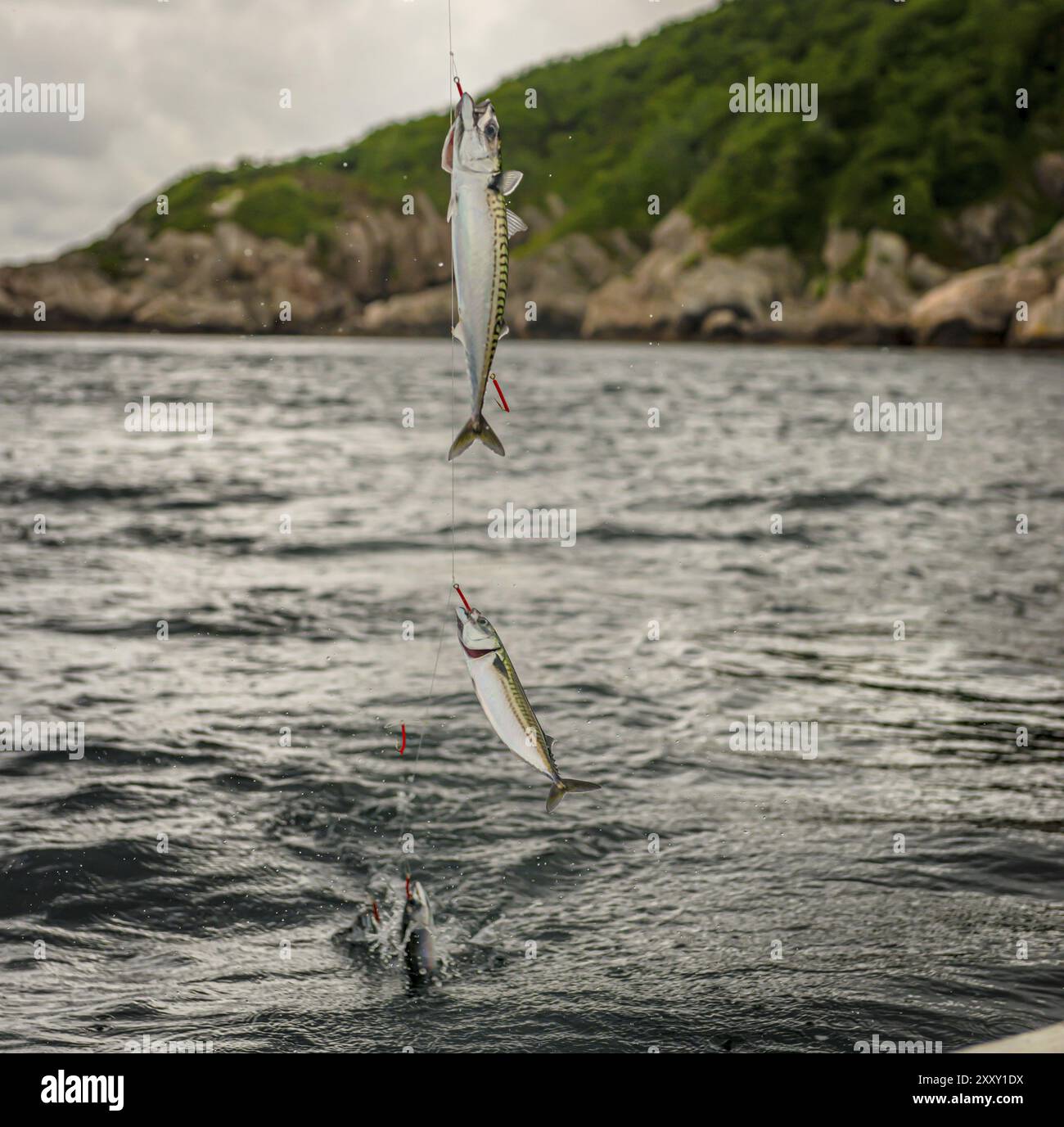Fishing mackerel. Four fishes on for hooks being pulled out of the ...
