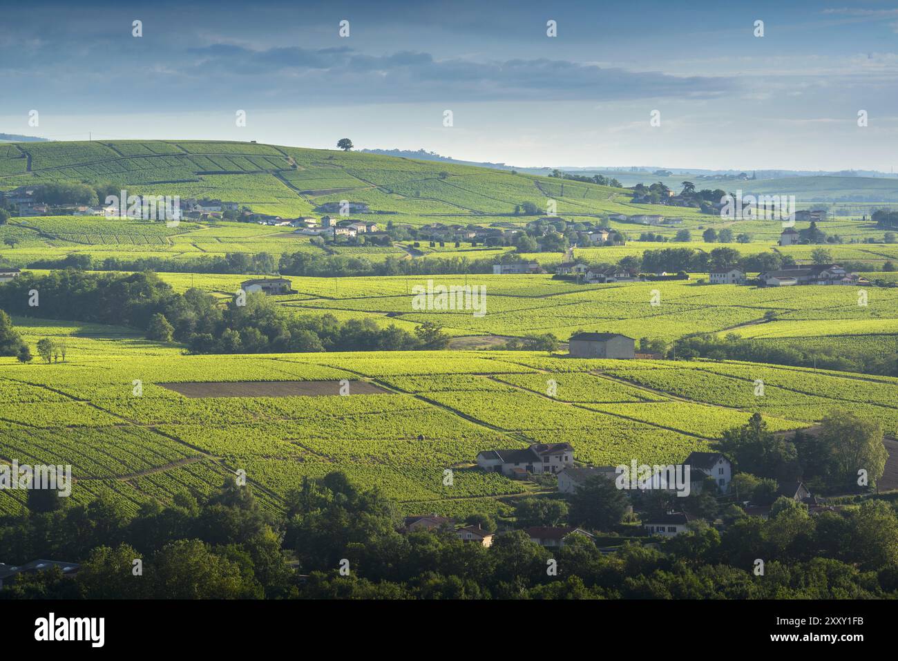 Morgon, beaujolais hi-res stock photography and images - Alamy