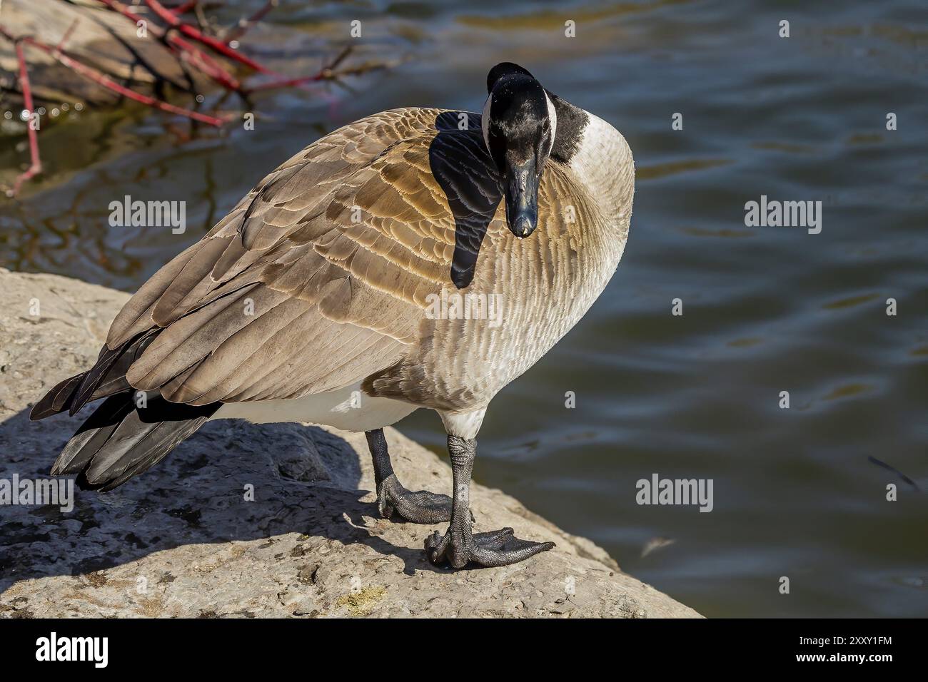 Natural scene from Wisconsin Stock Photo - Alamy
