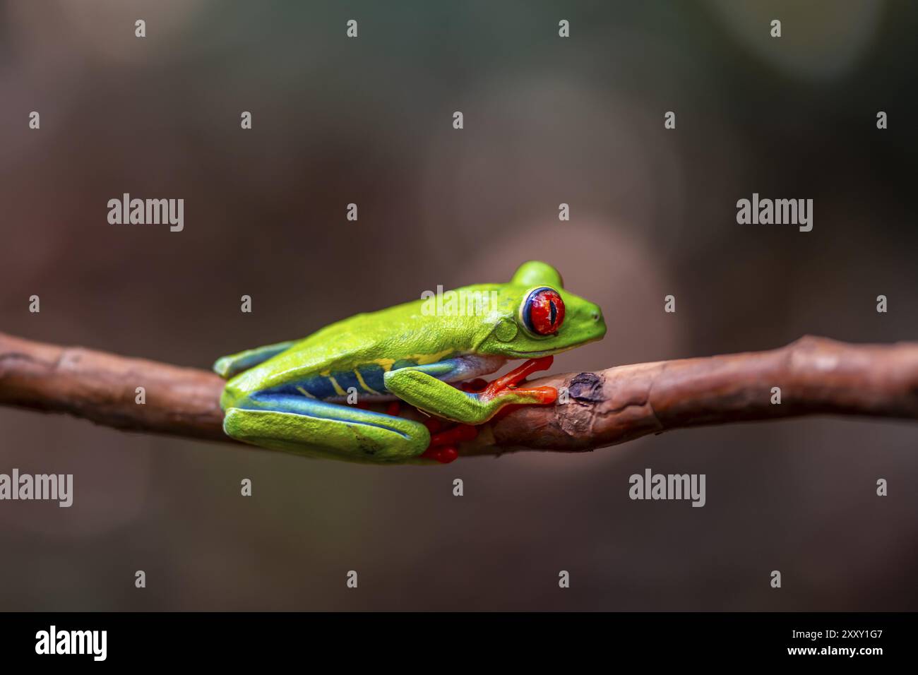 Red-eyed tree frog (Agalychnis callidryas), sitting on a branch ...