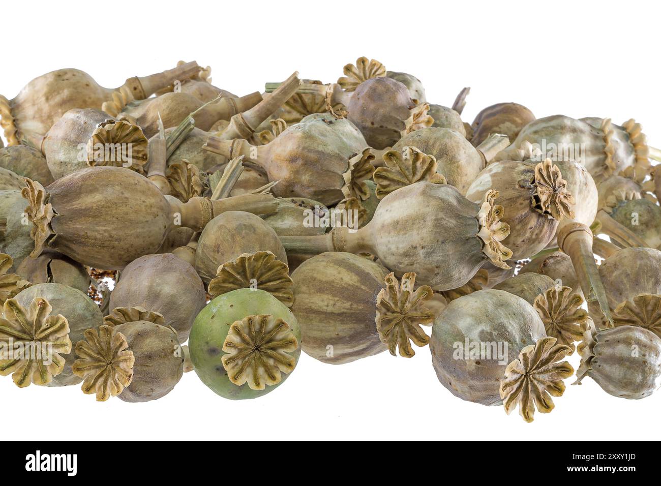 Ripe, dry poppy seed pods piled up as background cut out on white Stock ...