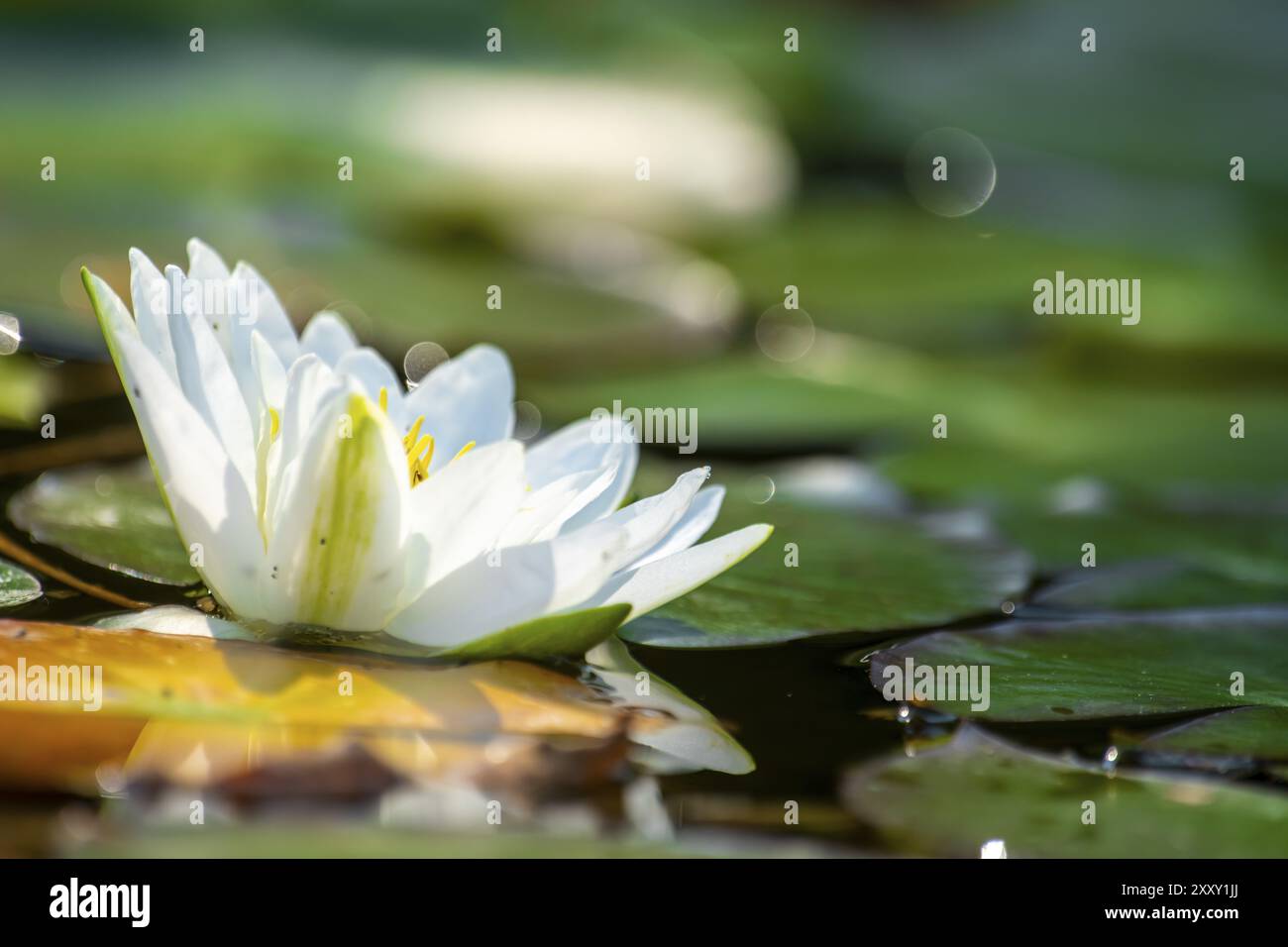 Single water lily hi-res stock photography and images - Alamy