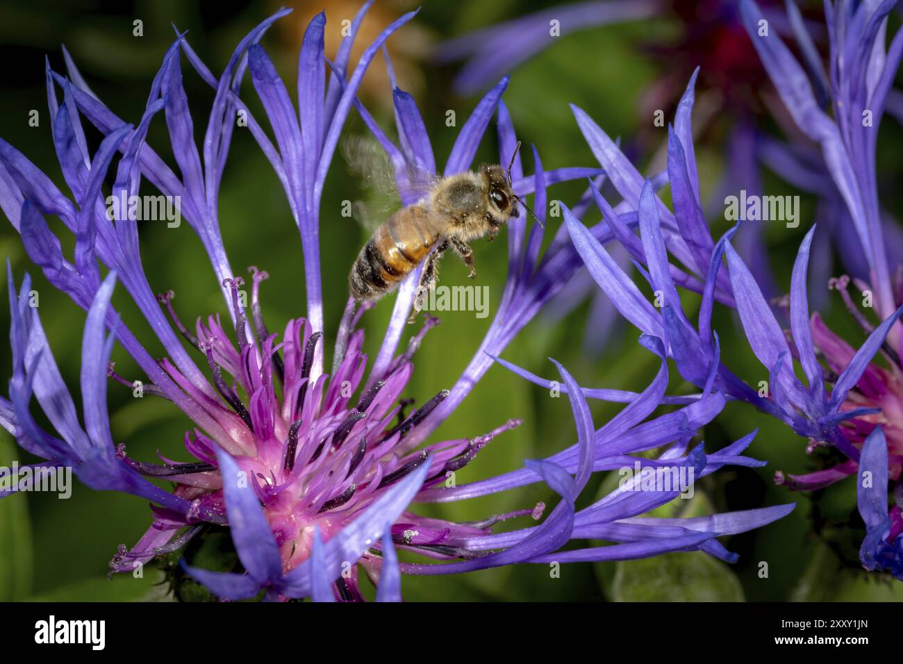 Cornflower with flying bee Stock Photo - Alamy