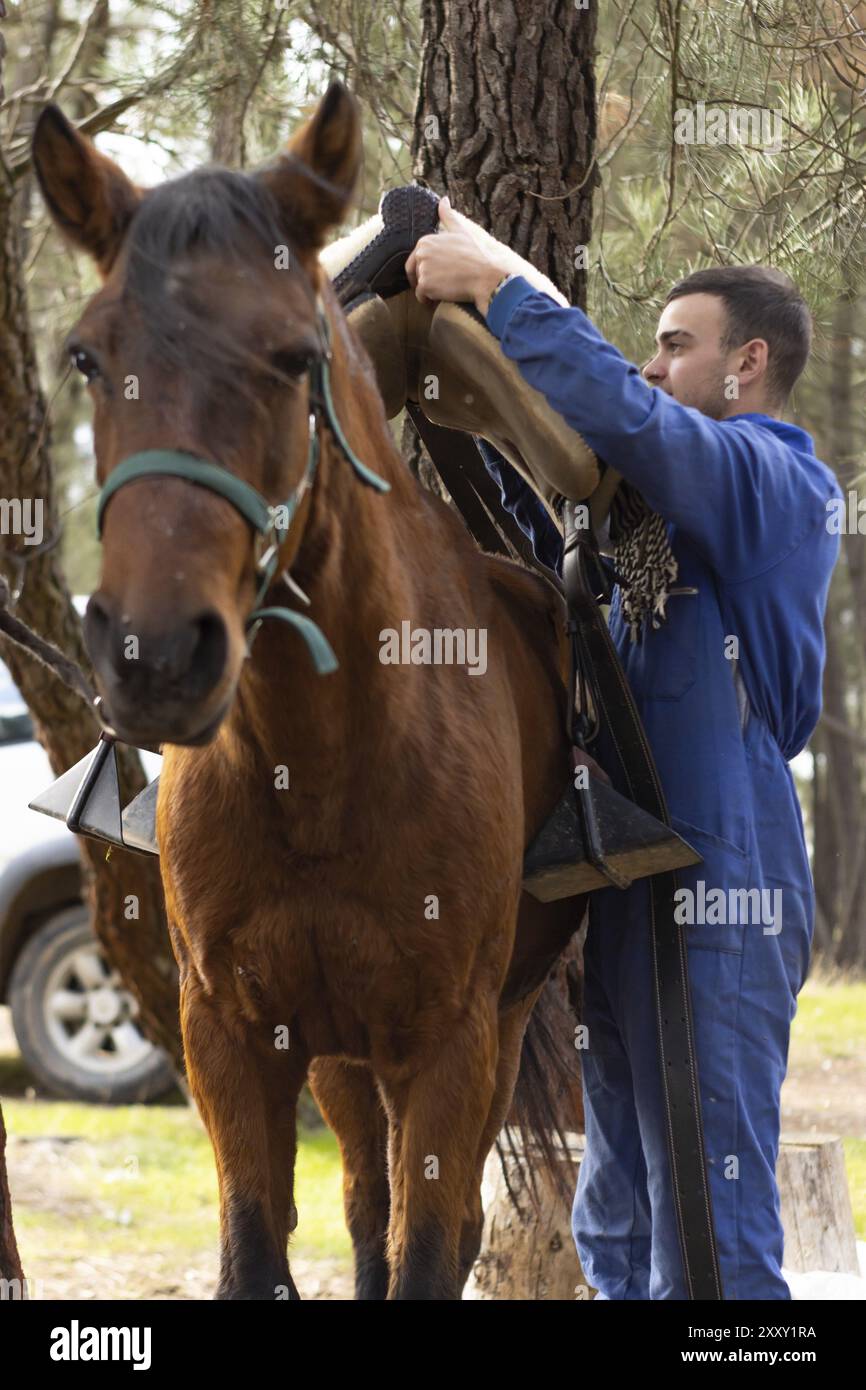 Stable worker placing the saddle on a brown horse, vertical cutout view ...