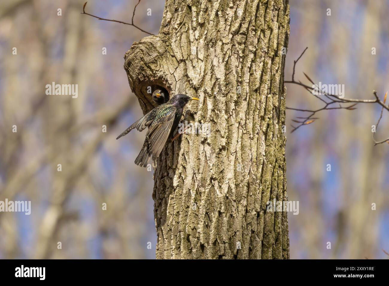 Natural scene from Wisconsin state park Stock Photo - Alamy