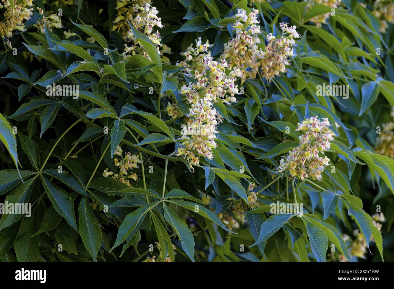 Aesculus glabra, commonly known as Ohio buckeye, is a species of tree ...