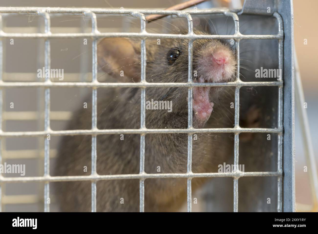 Small mouse caught in a wire trap against a blurred background Stock ...