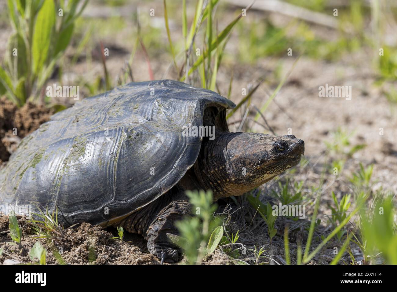 The common snapping turtle laying eggs Stock Photo - Alamy