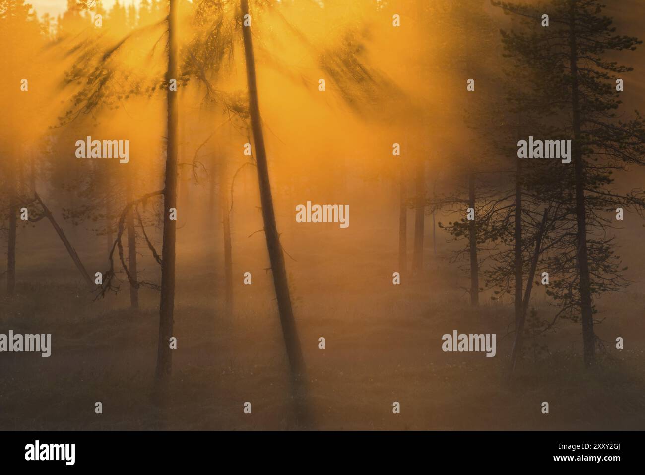 Evening fog in Stubba Nature Reserve, Laponia World Heritage Site ...