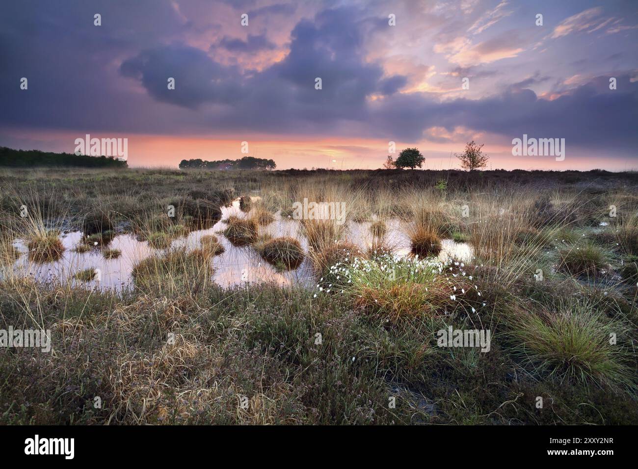 Warm silent sunset over swamps in Fochteloerveen, Drenthe Stock Photo ...