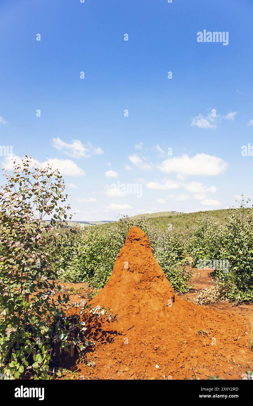 Termites in South Africa Stock Photo - Alamy