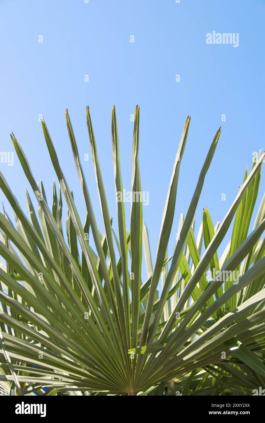 Plam leaves hi-res stock photography and images - Alamy