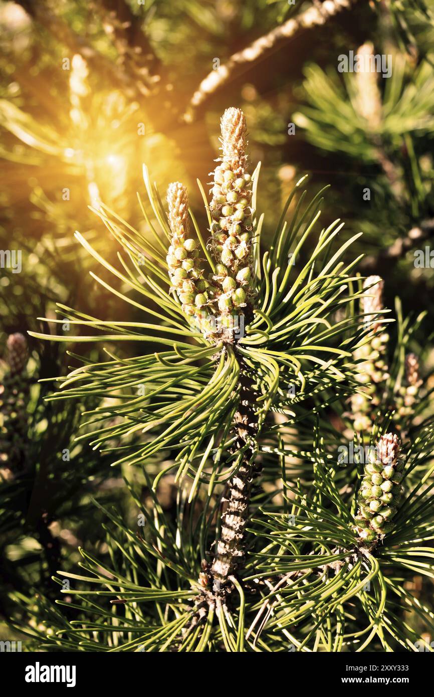 Pinus mugo. Needles and buds close up, Beautiful natural background ...