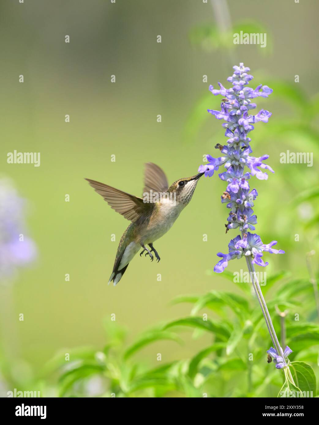 Ruby-throated Hummingbird in flight, reaching for nectar in purple Sage ...
