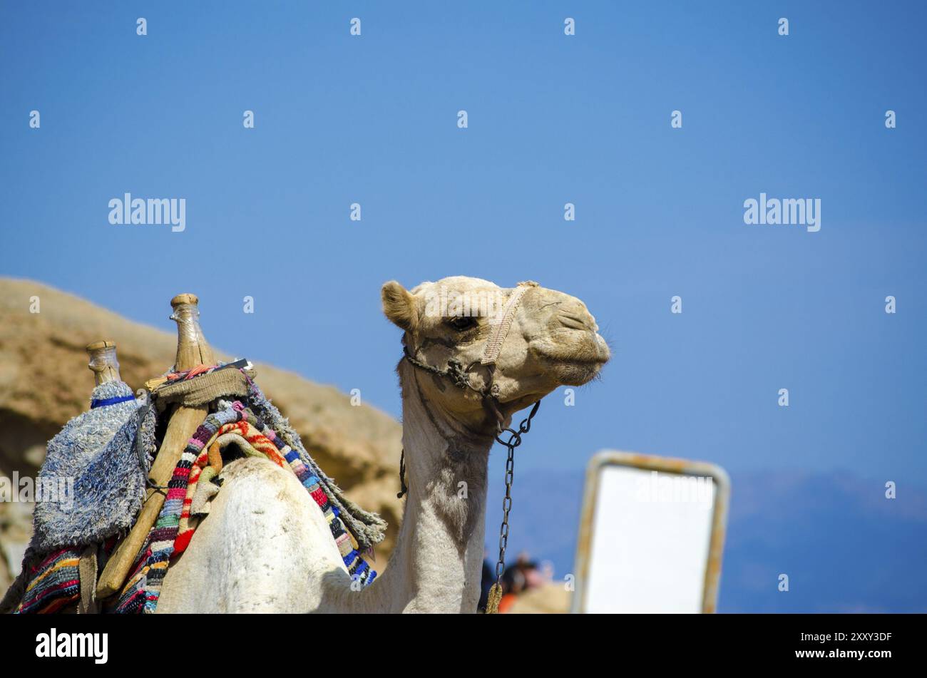 Portrait of a camel with a white blank sign in Egypt Dahab South Sinai ...