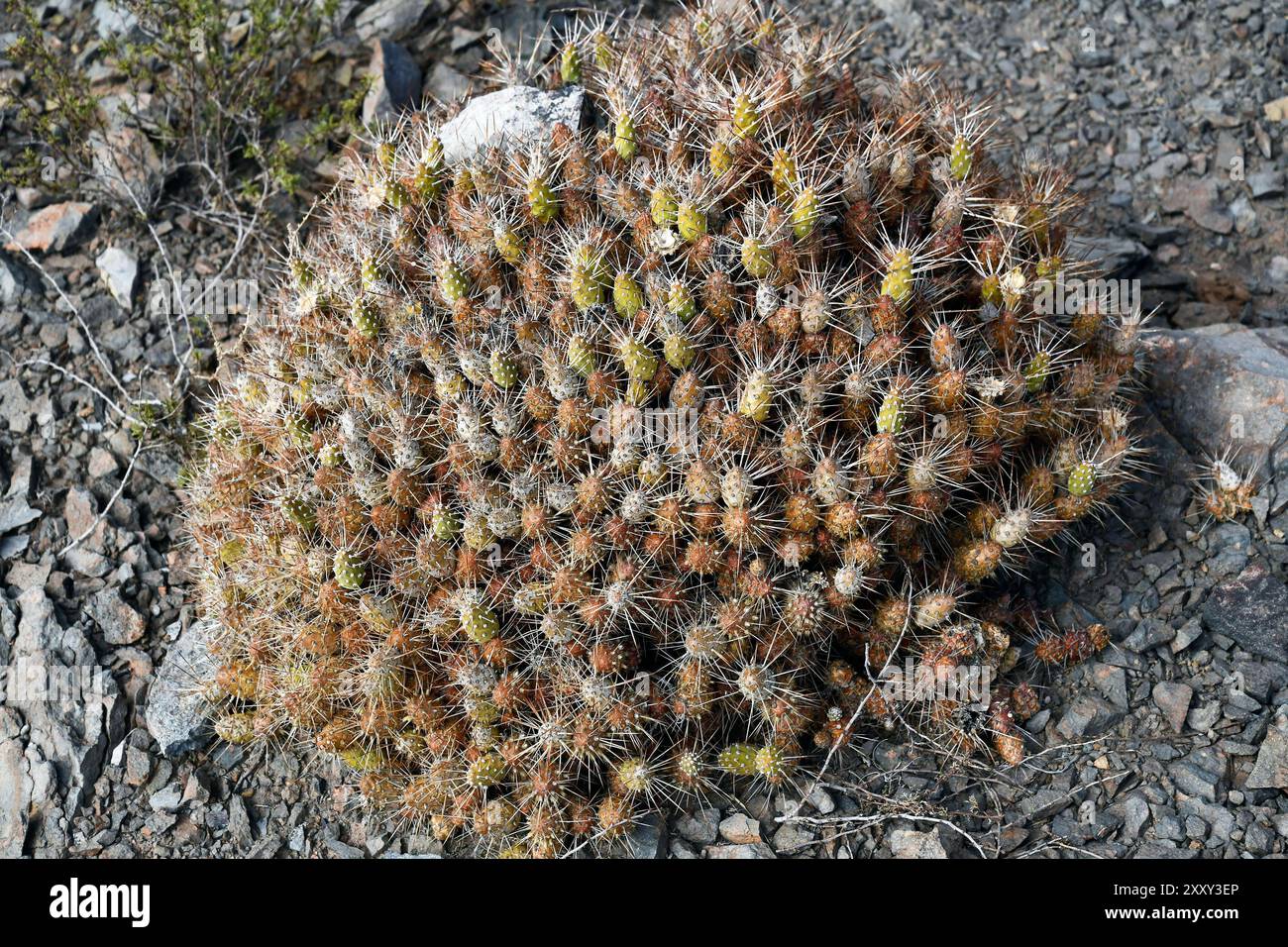 fauna at the Atacama desert Stock Photo - Alamy