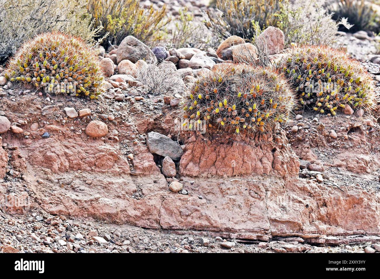 Flora and fauna of the atacama desert hi-res stock photography and ...