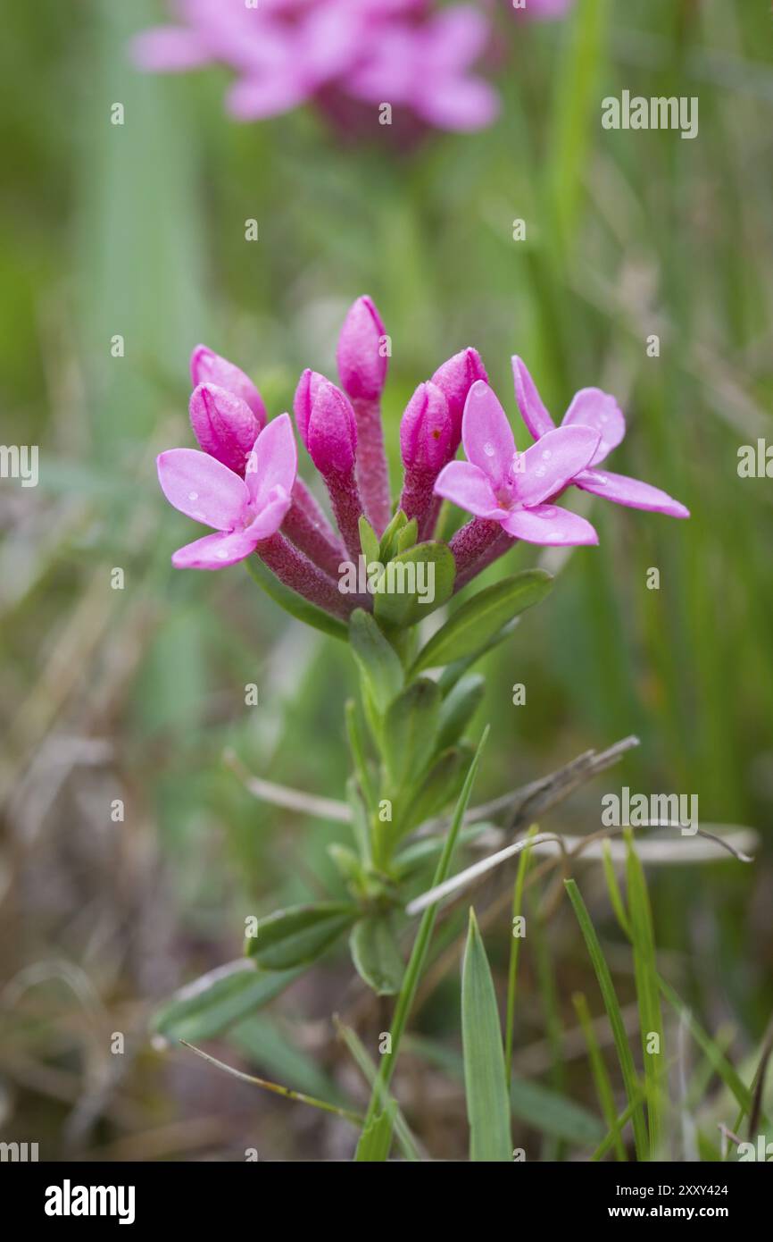 Common centaury, Centaurium erythraea, common centaury Stock Photo - Alamy