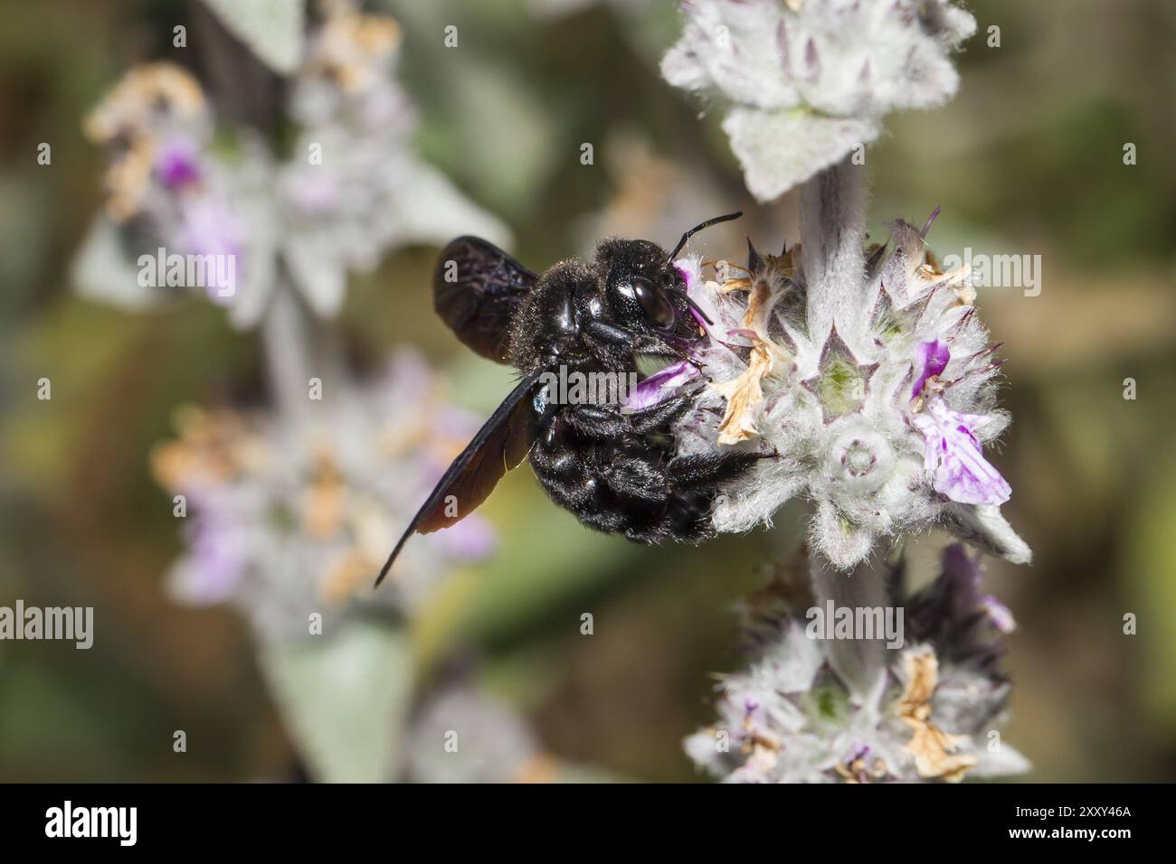 Violet carpenter bee, Xylocopa violacea, violet carpenter bee Stock Photo - Alamy
