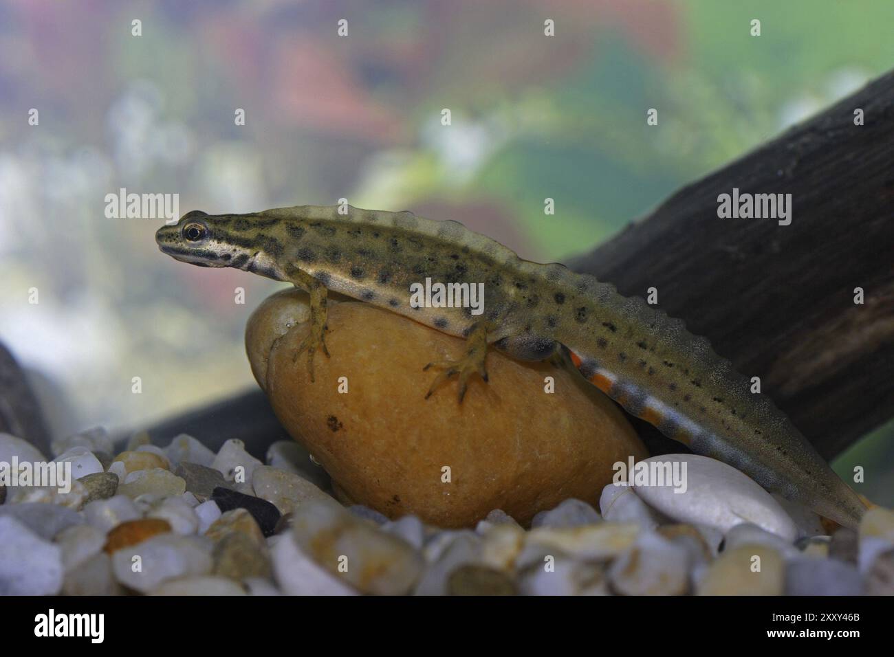 Pond newt, male, Lissotriton vulgaris, Syn.: Triturus vulgaris, smooth ...