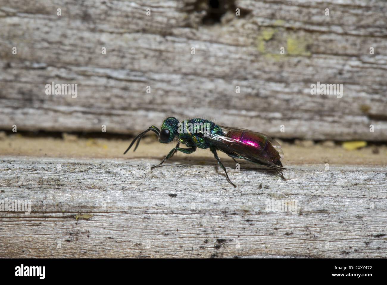 Ruby-tailed wasp, Chrysis ignita, ruby-tailed wasp Stock Photo - Alamy