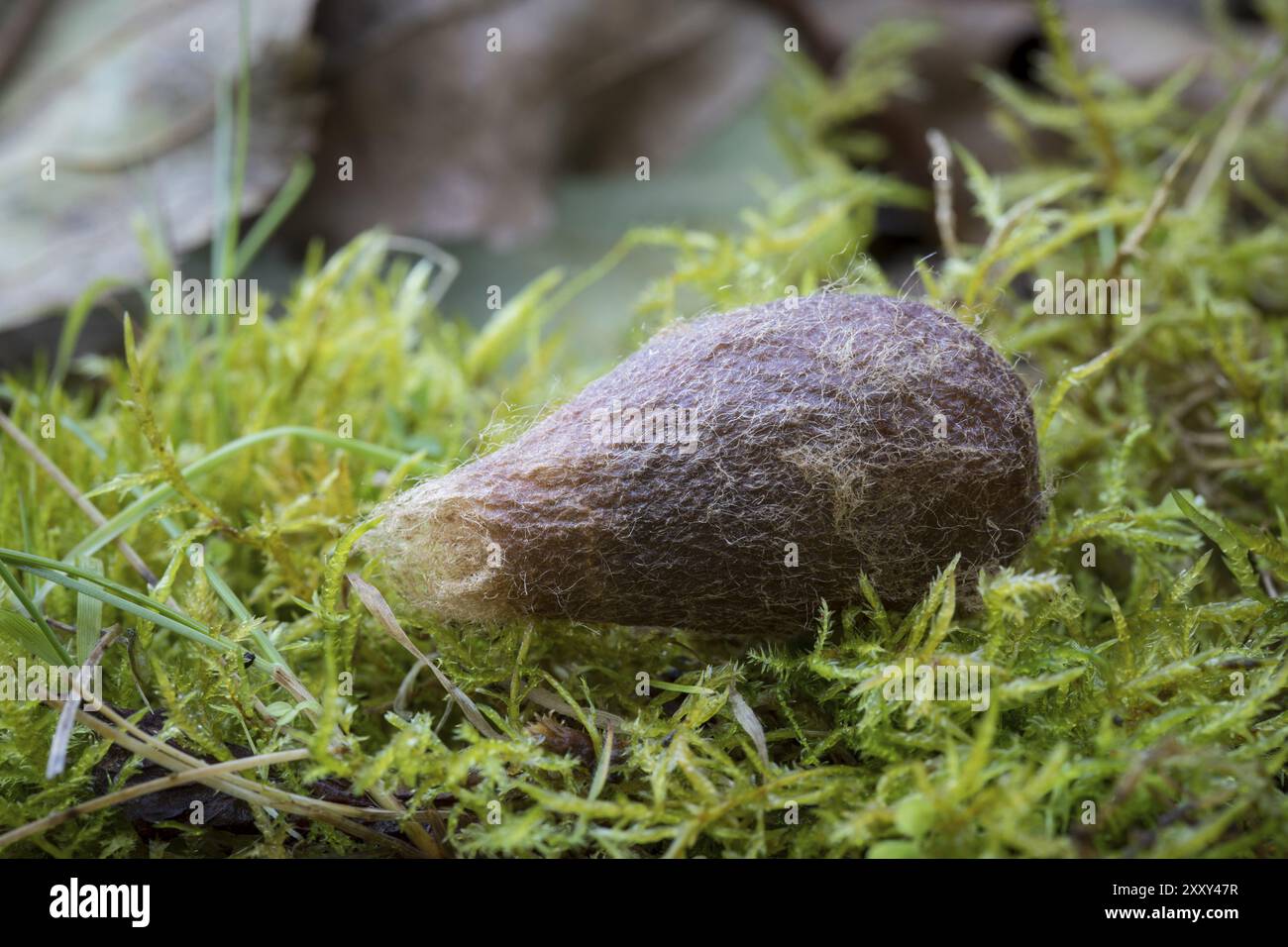 Cocoon of Small emperor moth, Saturnia pavonia, cocoon of small emperor ...
