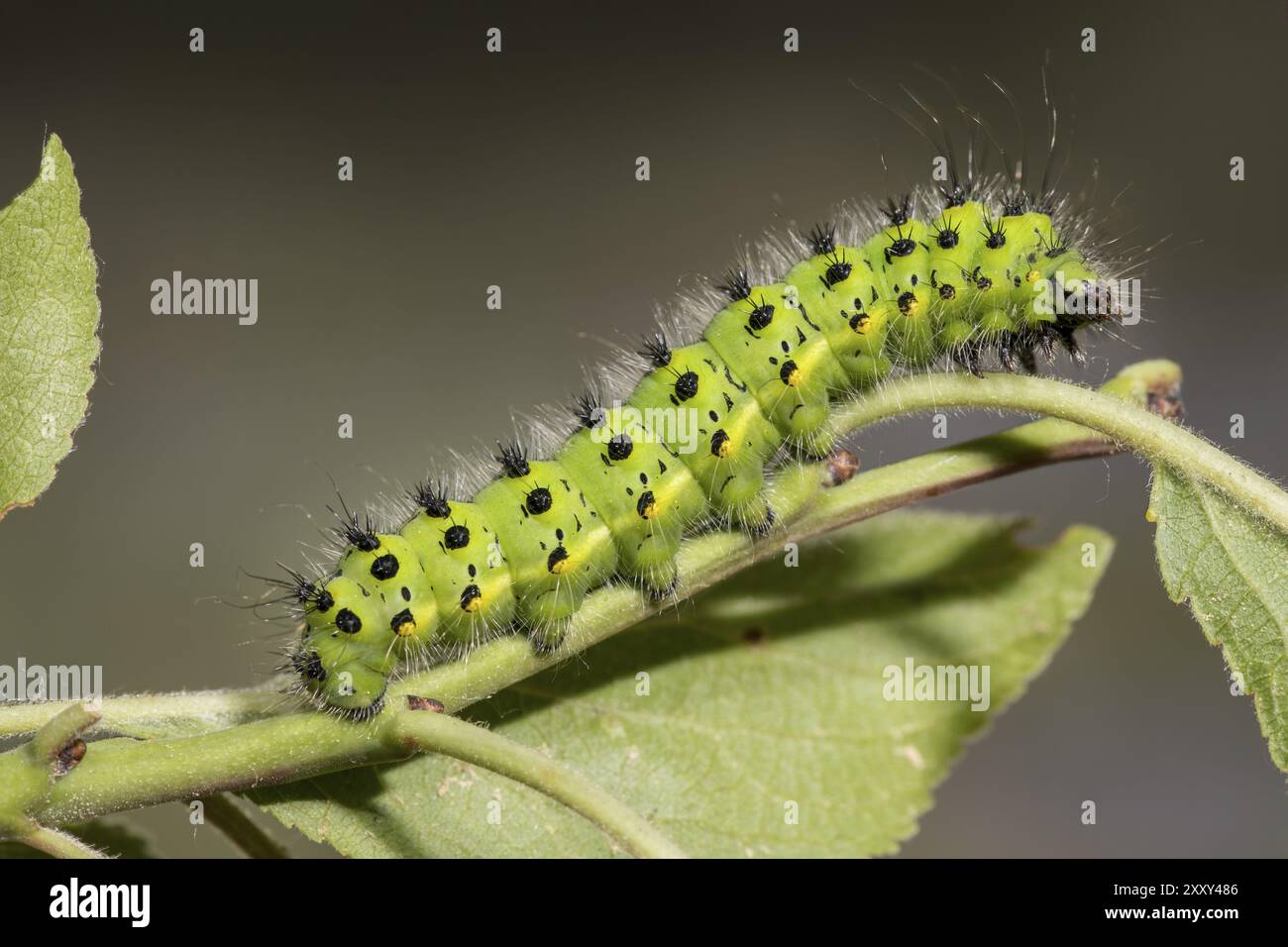Small emperor moth, caterpillar, Saturnia pavonia, small emperor moth ...
