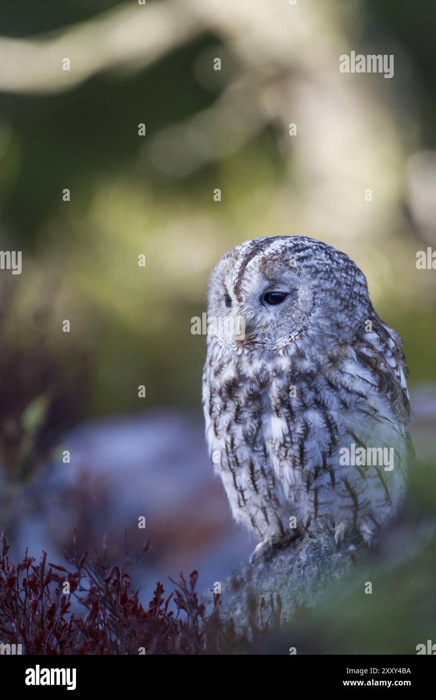Tawny owl, Strix aluco, Tawny owl Stock Photo - Alamy