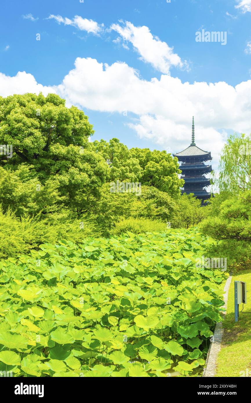 Dense lilypad garden and green trees direct the eyes towards the 5 ...