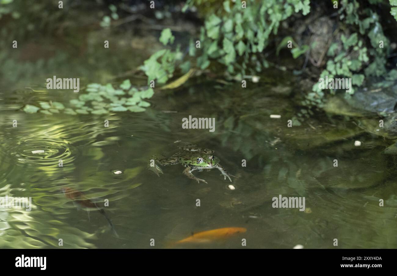 Pelophylax sp hi-res stock photography and images - Alamy
