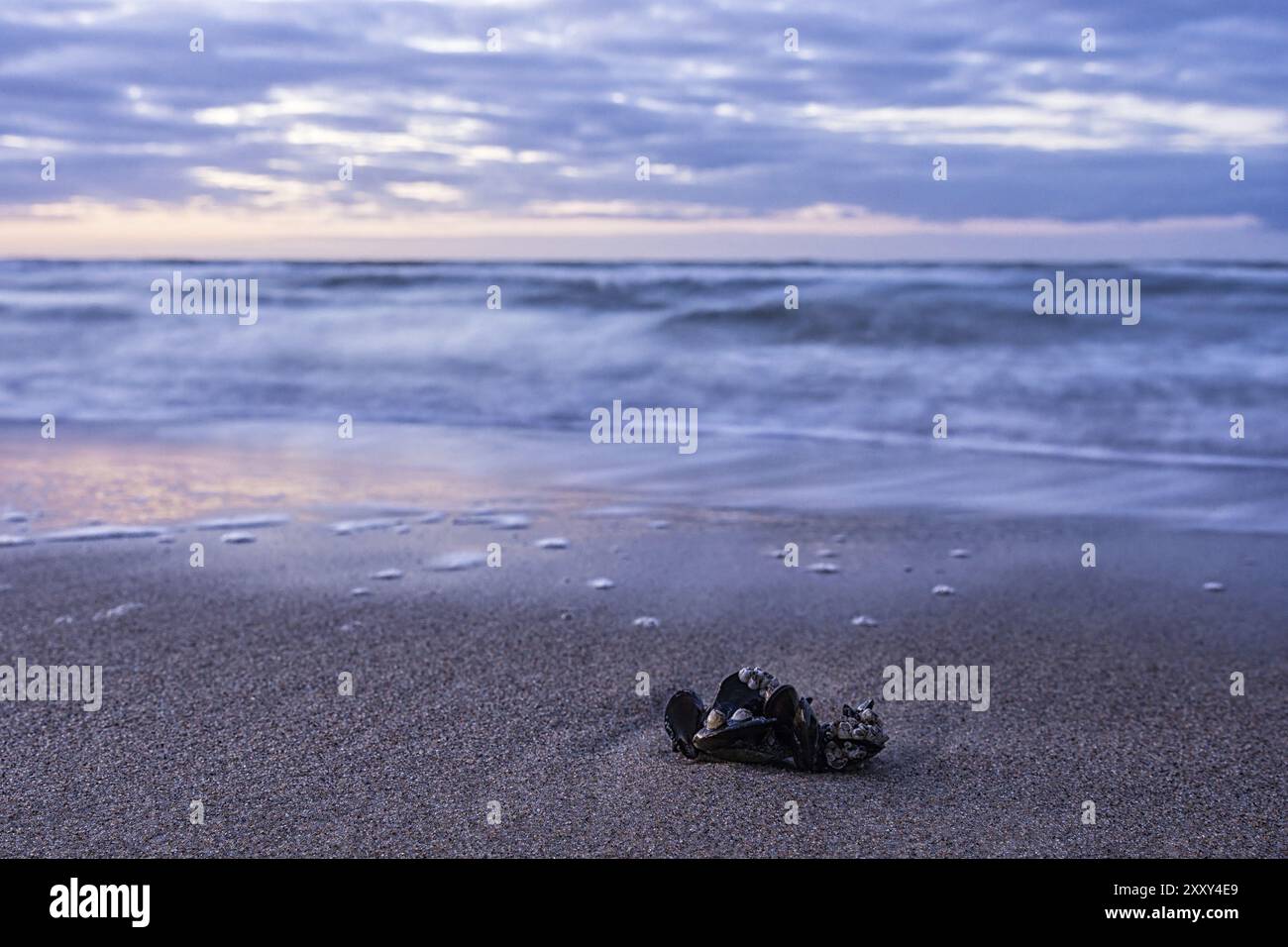 Long mussels hi-res stock photography and images - Alamy