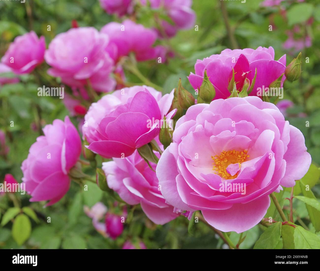 Rosy bells hi-res stock photography and images - Alamy