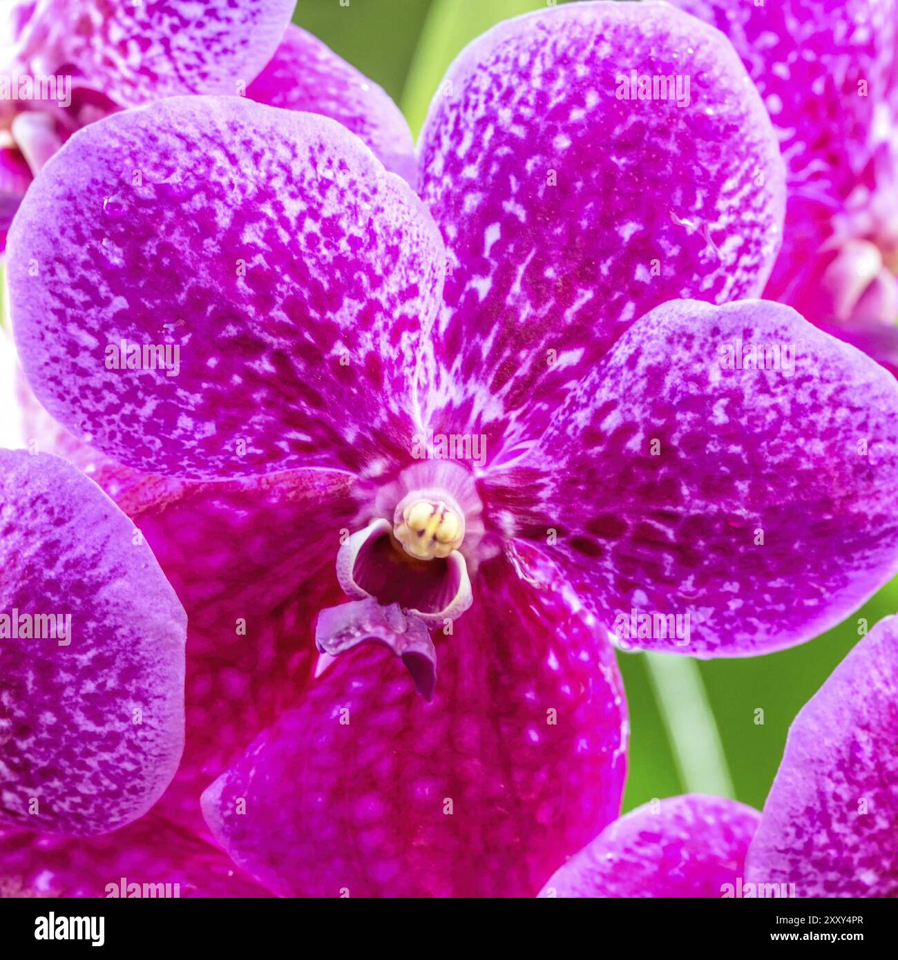 Flower of an orchid, close-up Stock Photo - Alamy
