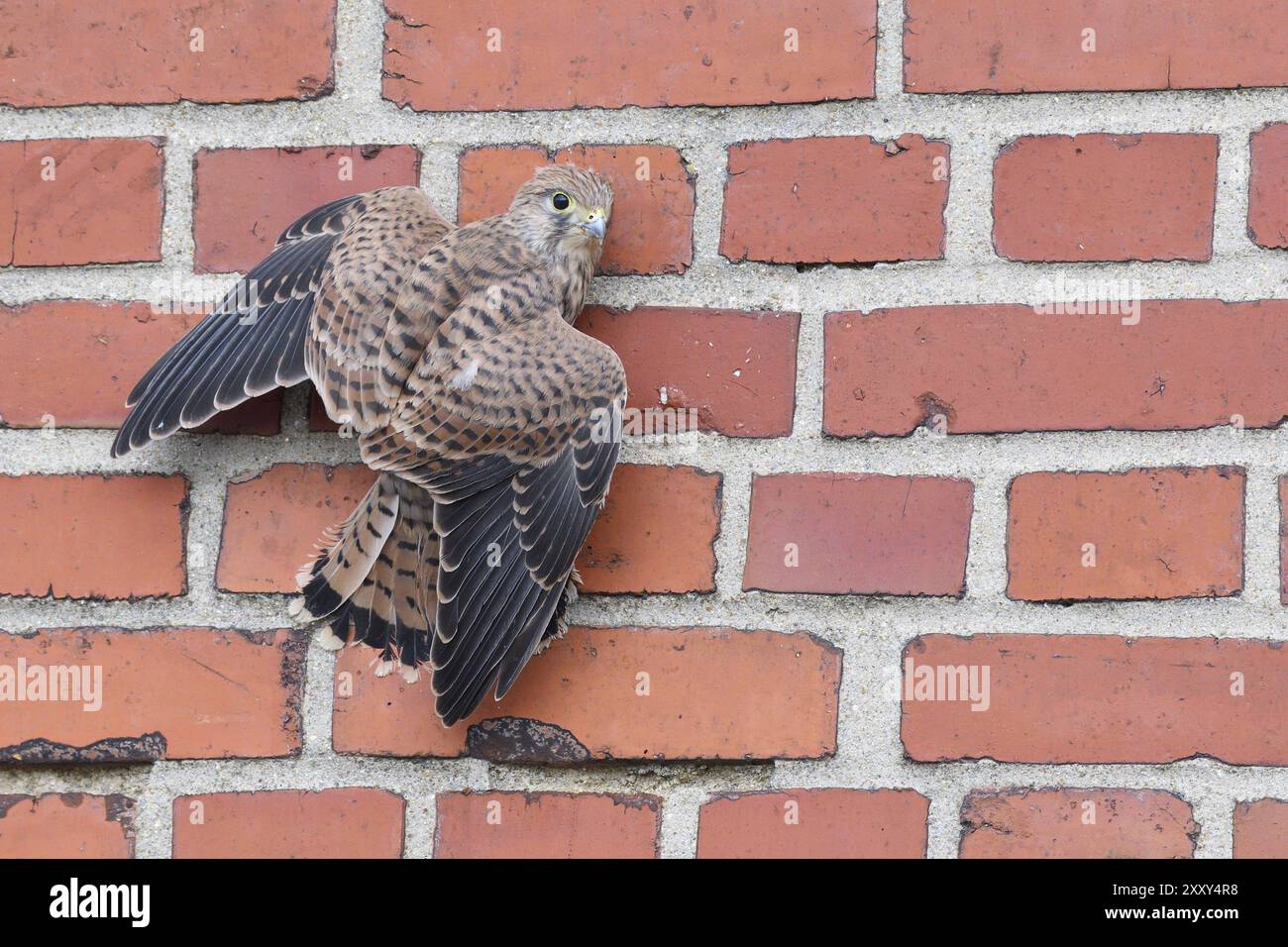 Common kestrel first flight attempt. Young kestrels making their first ...