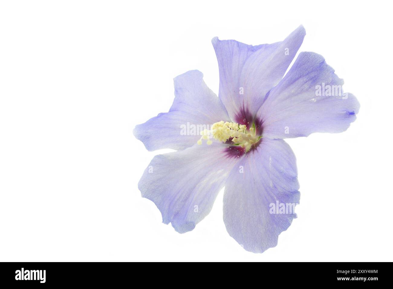 Blue background adorned Cut Out Stock Images & Pictures - Alamy
