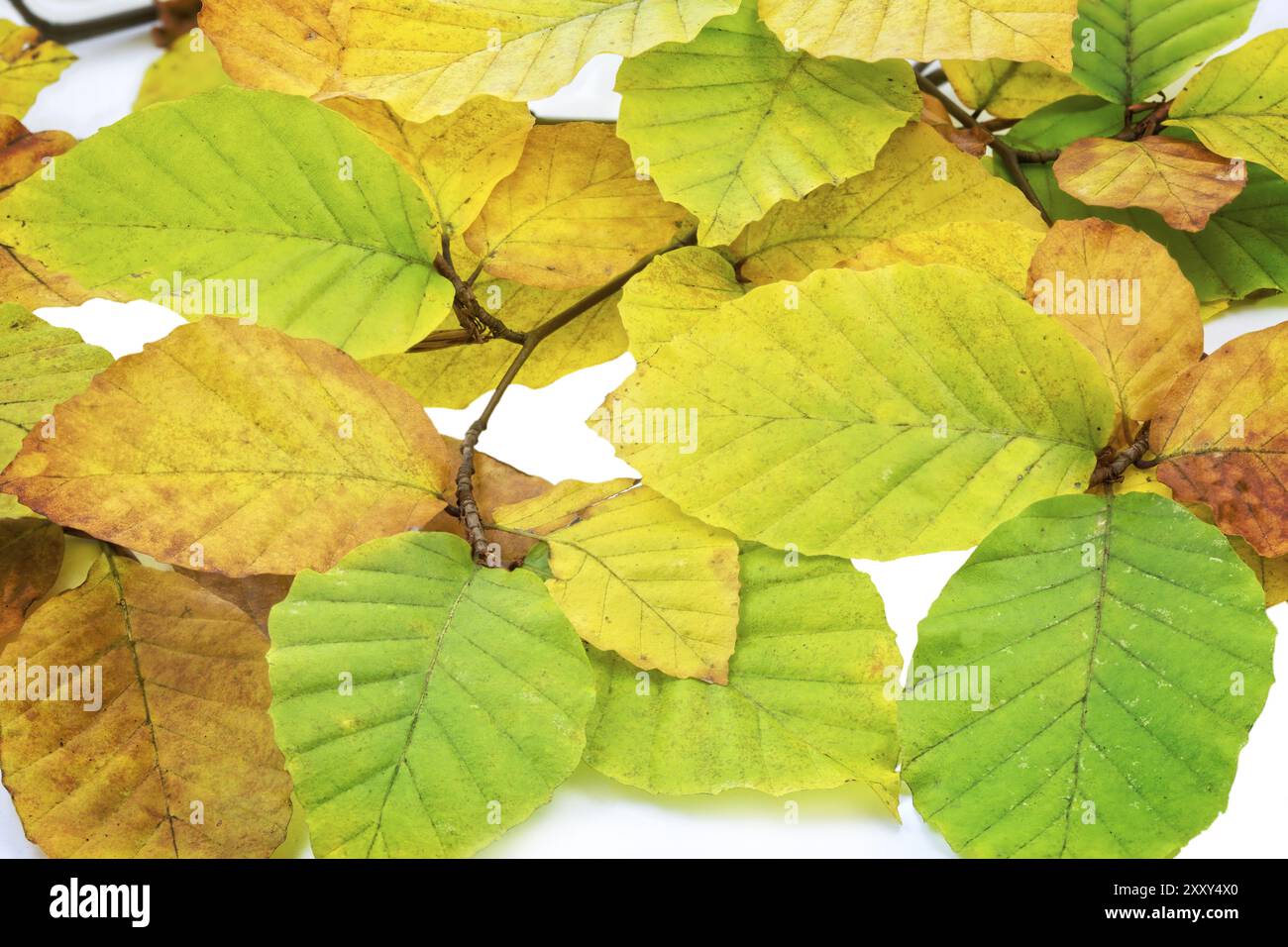 Beech leaves with autumn colours Stock Photo - Alamy