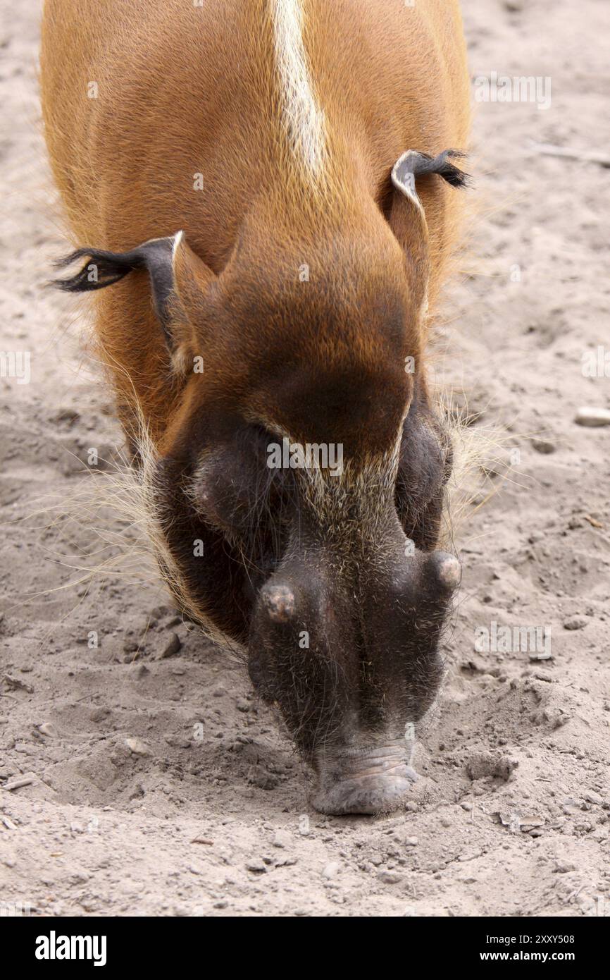 Eared pig hi-res stock photography and images - Alamy