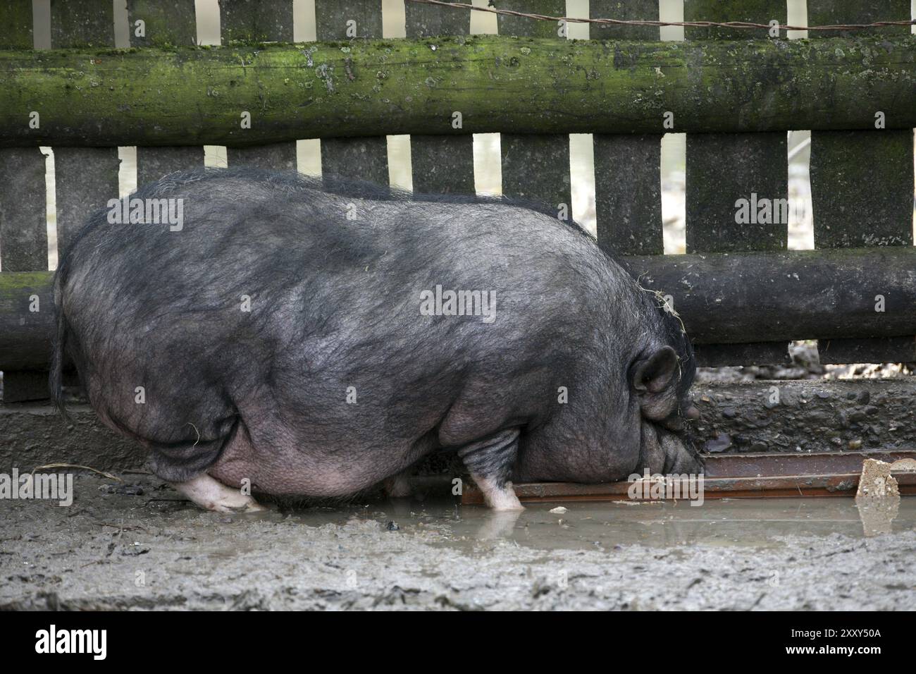 Pot-bellied pig at the feeding trough Stock Photo - Alamy