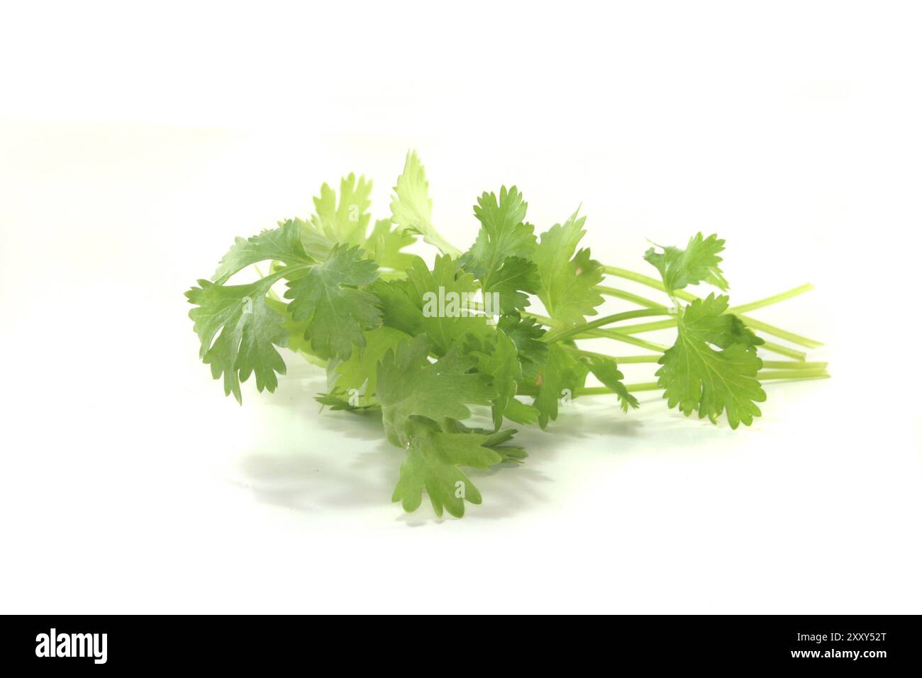 Fresh coriander on a white background Stock Photo - Alamy