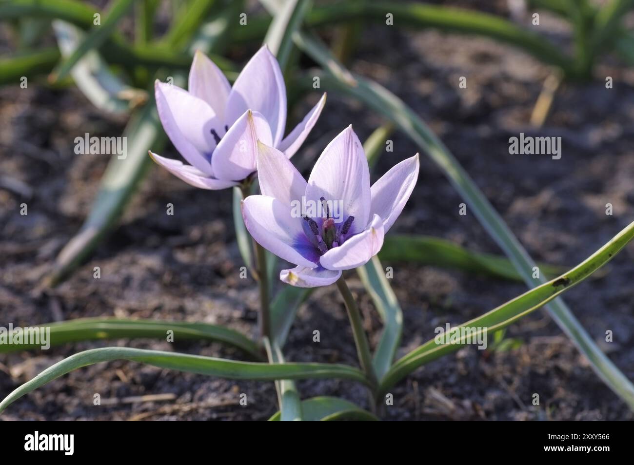 Tulipa alba coerulea oculata hi-res stock photography and images - Alamy