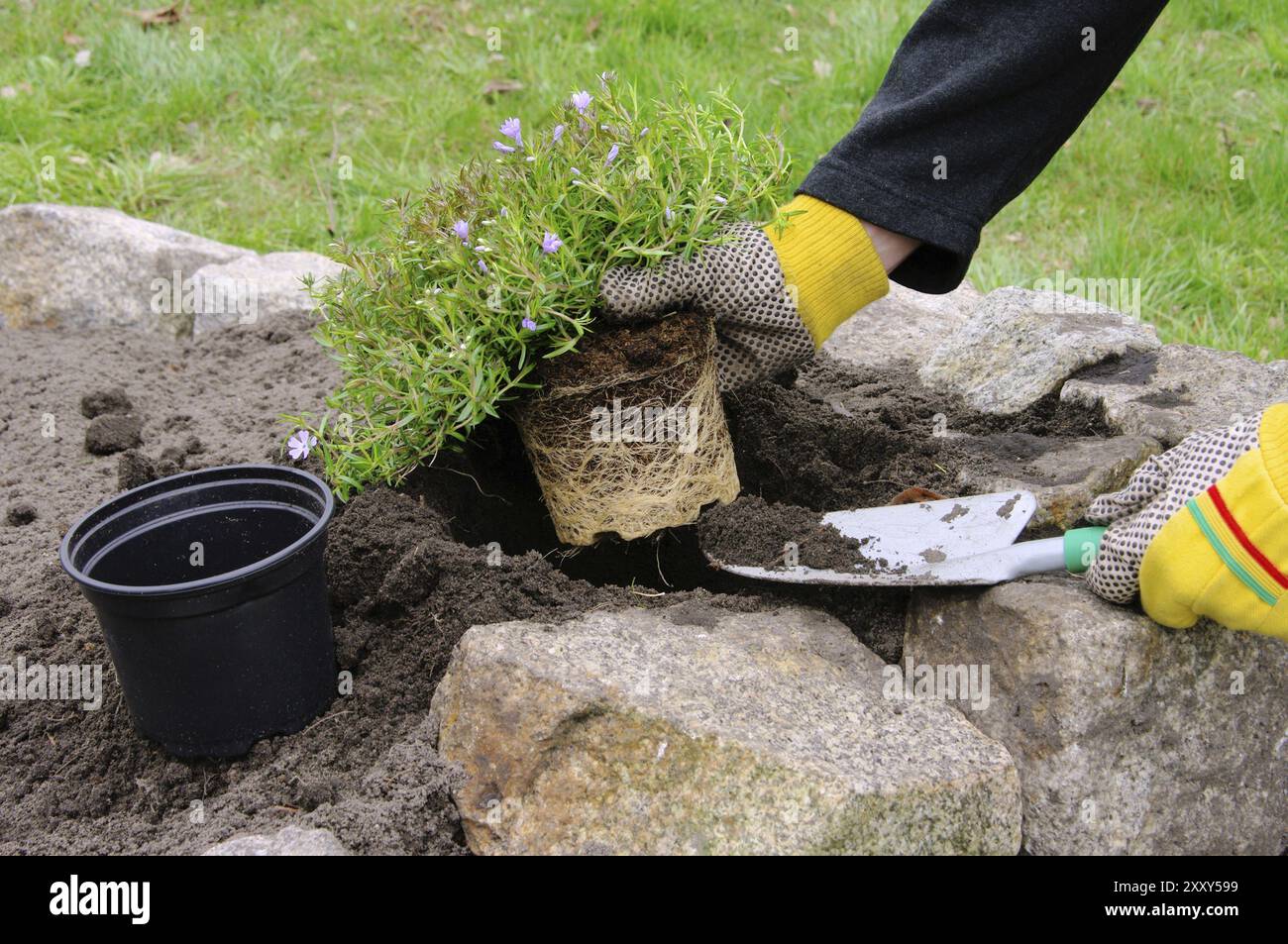 Planting shrubs, shrub planting Stock Photo - Alamy