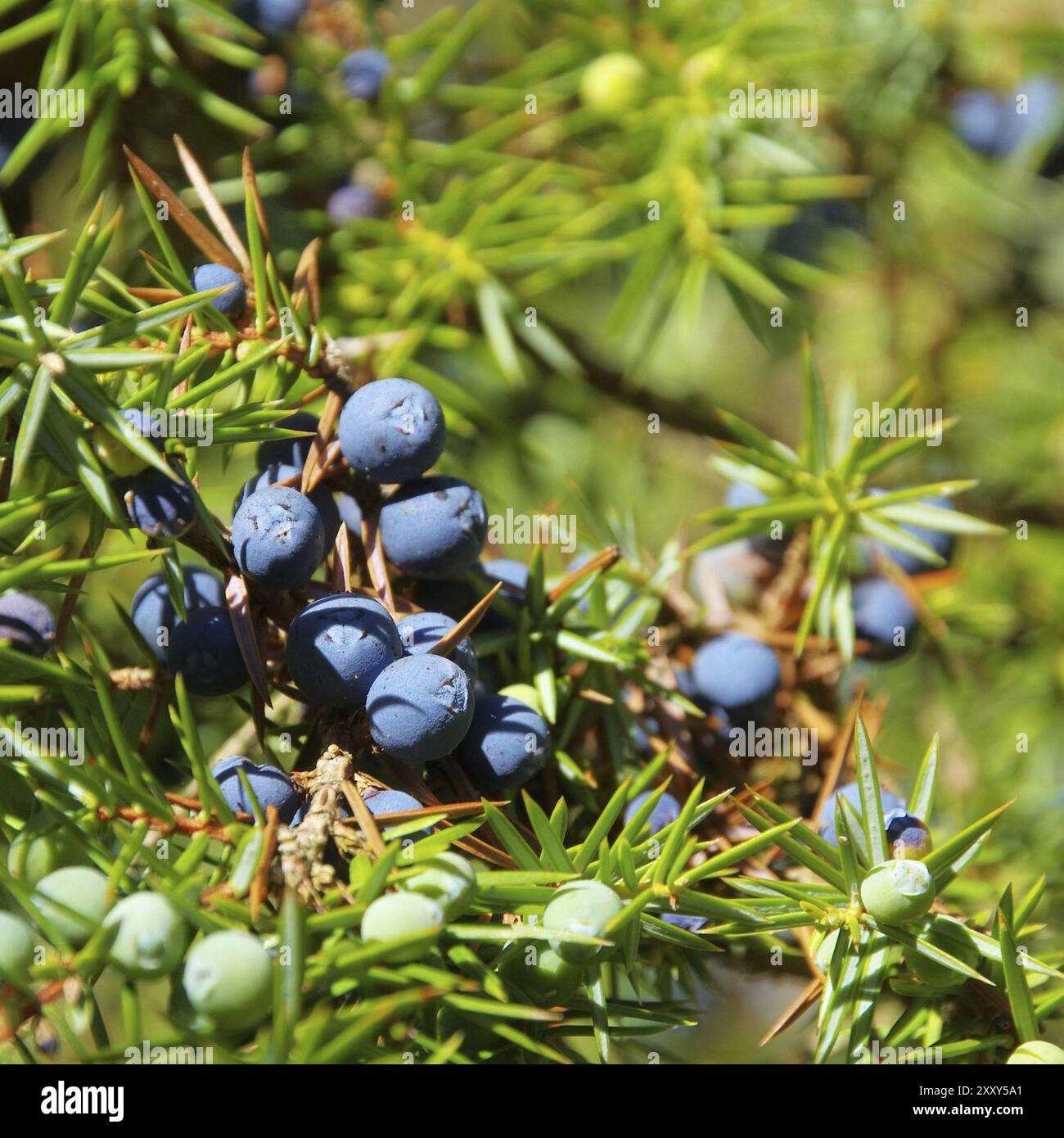 Juniper log hi-res stock photography and images - Alamy