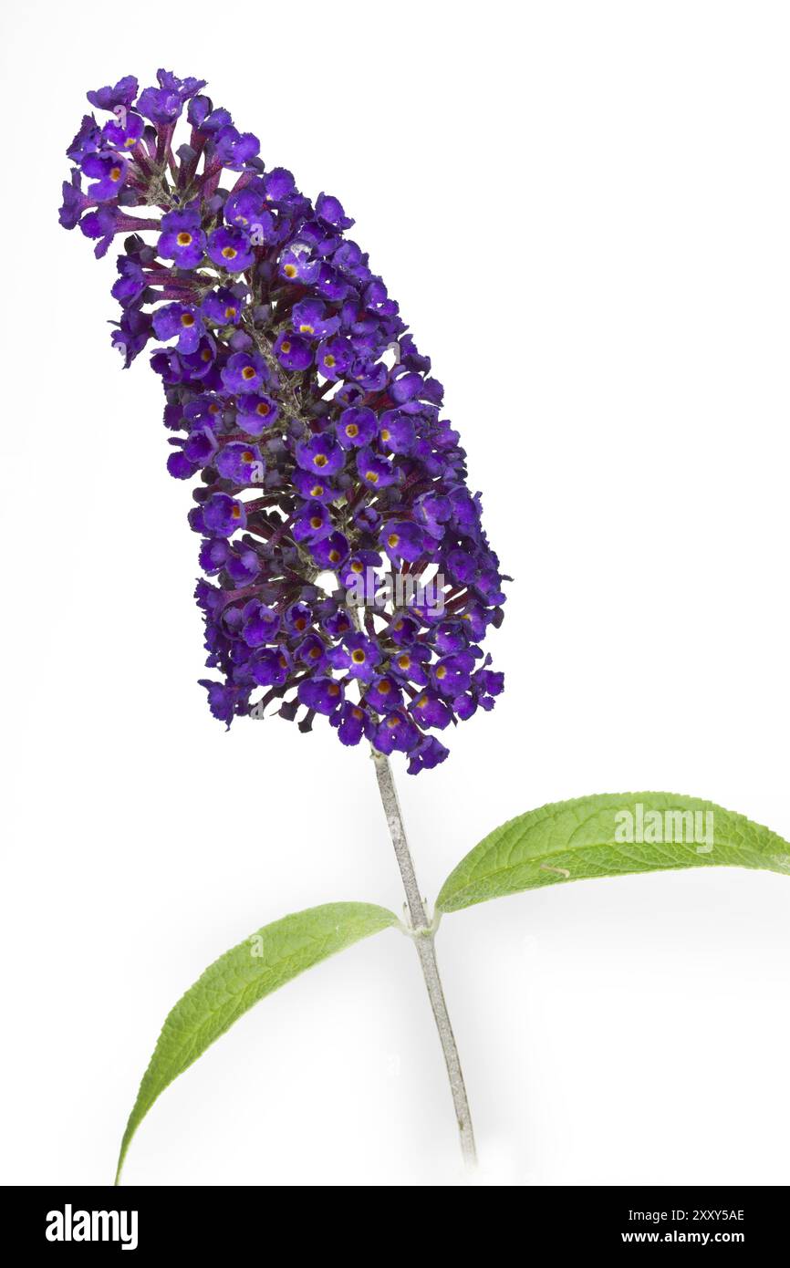 Plot structure Cut Out Stock Images & Pictures - Alamy