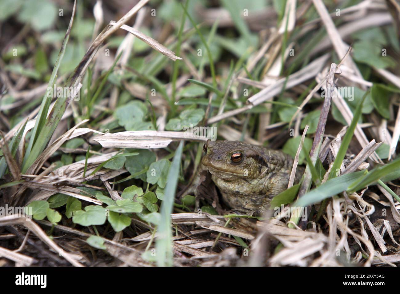 Toad laying eggs hi-res stock photography and images - Alamy