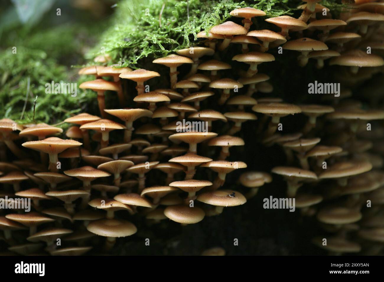 Common mutabilis hi-res stock photography and images - Alamy