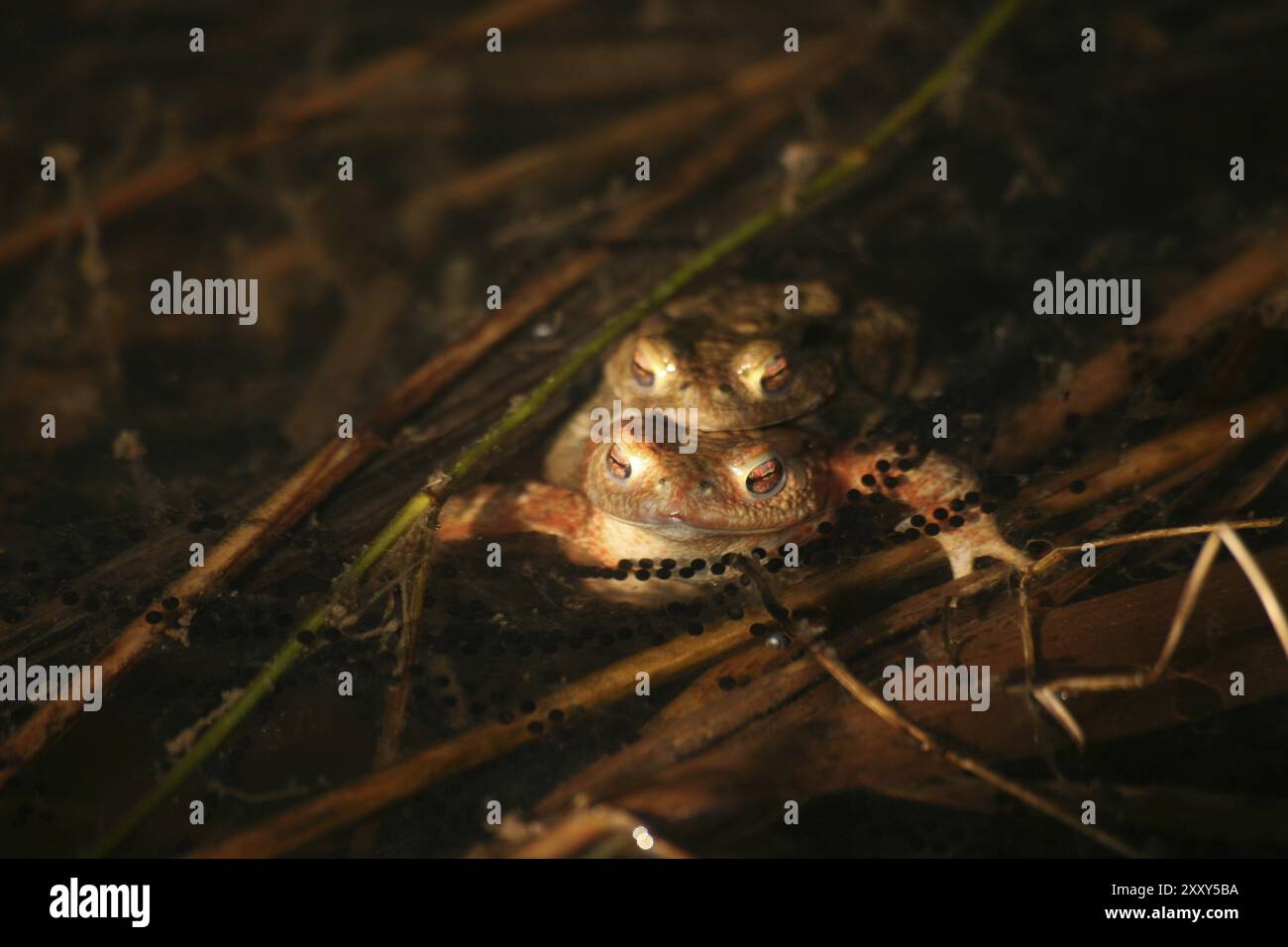 Two common toads (Bufo bufo) with spawn in a pond Stock Photo - Alamy