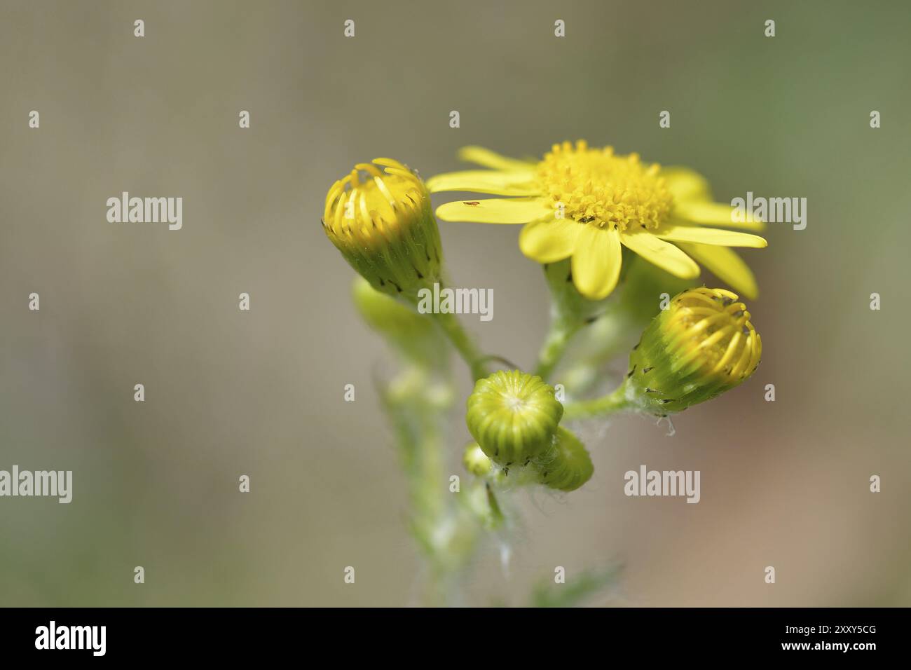 Jakobs-Greiskraut (Senecio jacobaea) . Jacobaea vulgaris on a meadow ...