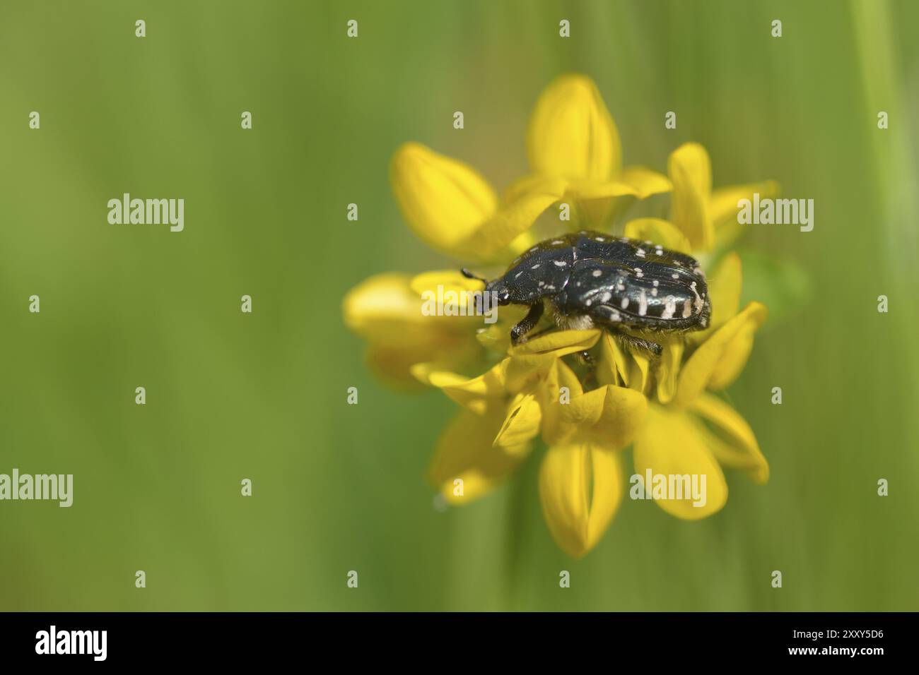 Weeping rose beetle on common hornwort. Oxythyrea funesta on a Lotus ...