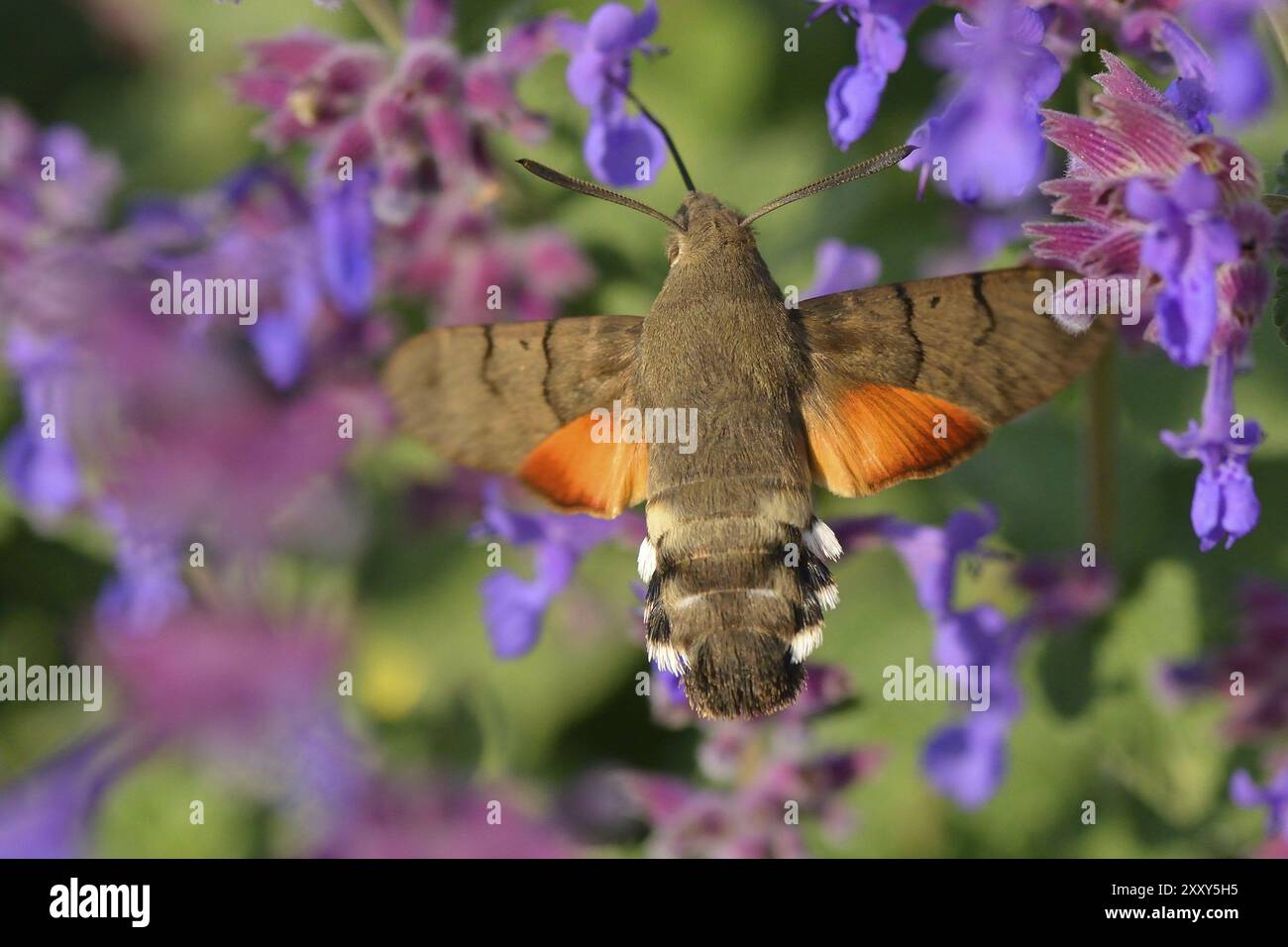 Pigeon-tailed hawk-moth searching for nectar. Hummingbird hawk-moth in ...